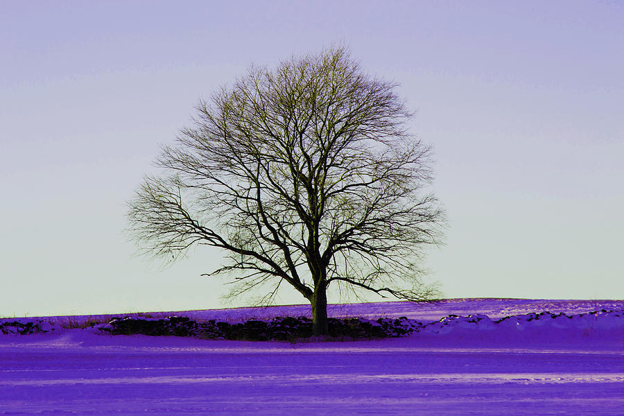 Warm Tree Photograph by Tyler Marks - Pixels