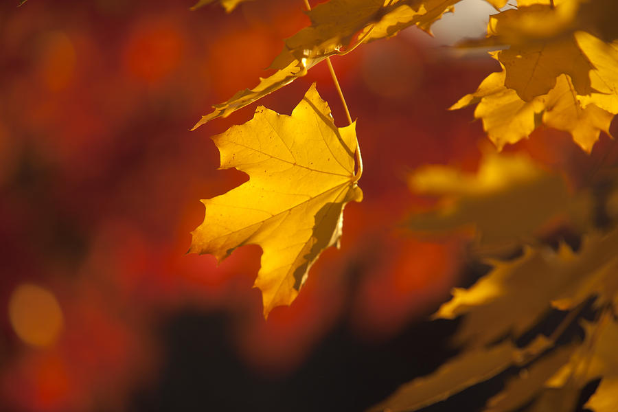 Warmly Fall Photograph by Steve Smith - Fine Art America