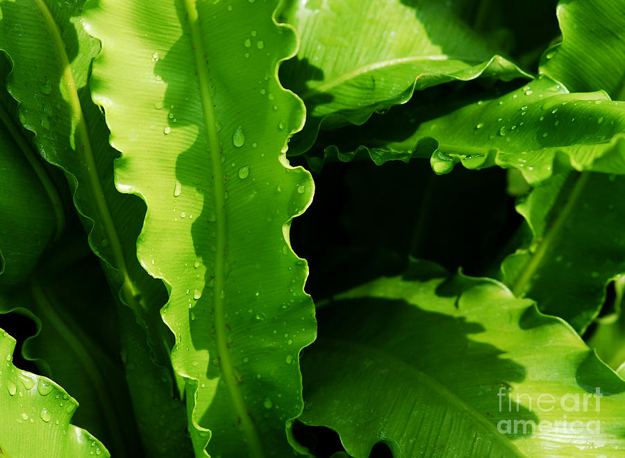 Wavy Leaves Photograph by Nancy Mueller - Pixels