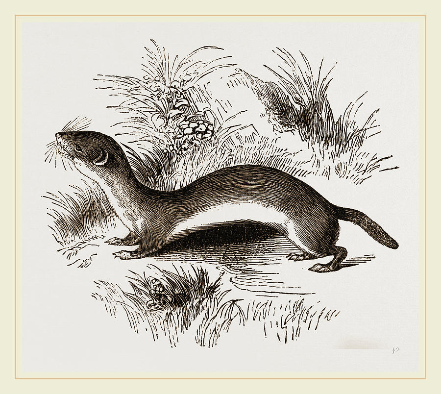 Weasel Drawing by Litz Collection - Fine Art America