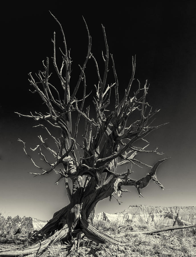 Weathered Tree Photograph by Jonathan Abrams - Fine Art America