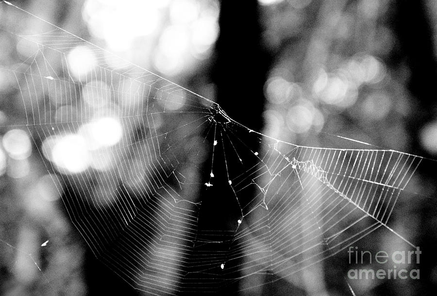 Web of life Photograph by David Call - Fine Art America