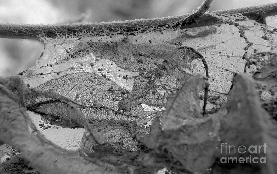 Webbed Photograph by Andre Paquin - Fine Art America