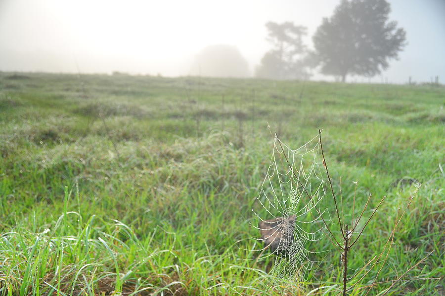 Charles Web Photograph by John Stokes - Fine Art America