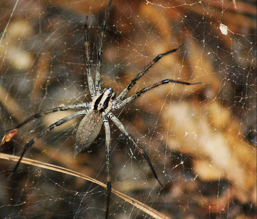 WebCrawler Photograph by Joe Bledsoe - Fine Art America