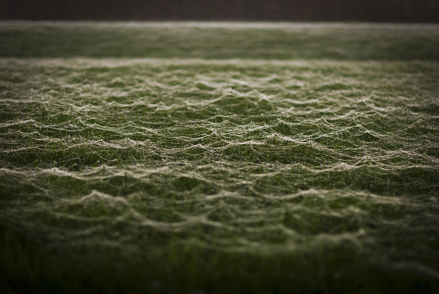 Webs Photograph by Greg Wing - Pixels