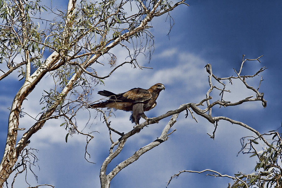 Wedge Tailed Eagle Photograph by Douglas Barnard | Pixels