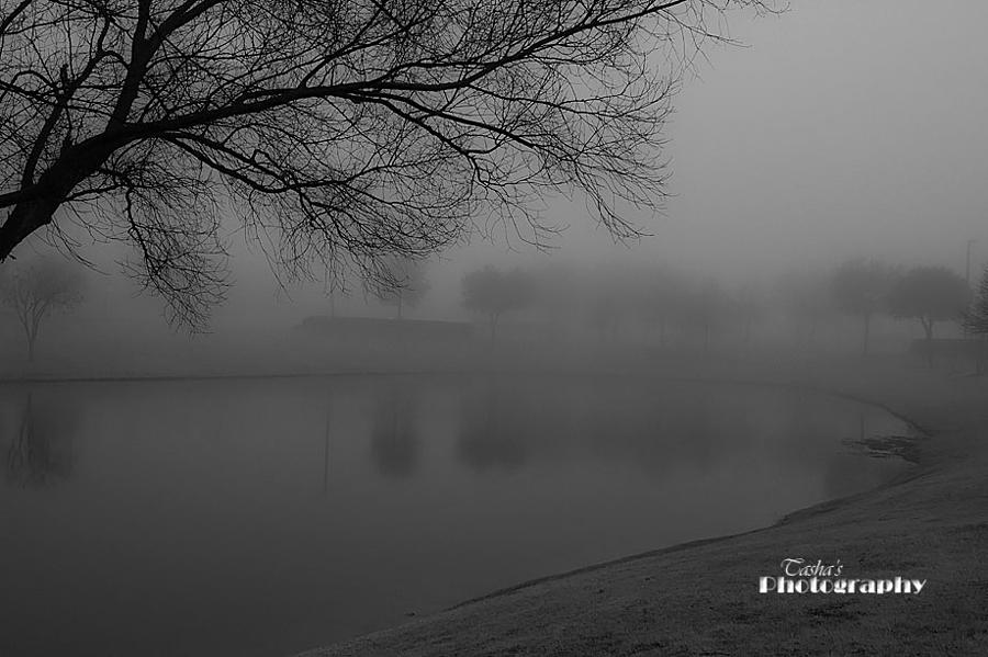 WeepingWillow Photograph by Tasha Wright - Fine Art America