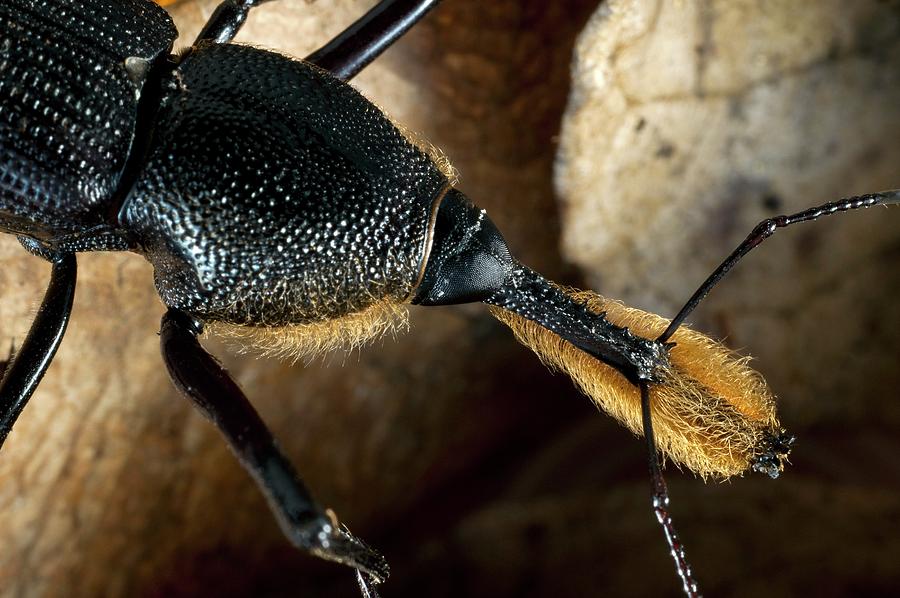 Weevil Head Photograph by Philippe Psaila/science Photo Library | Fine ...