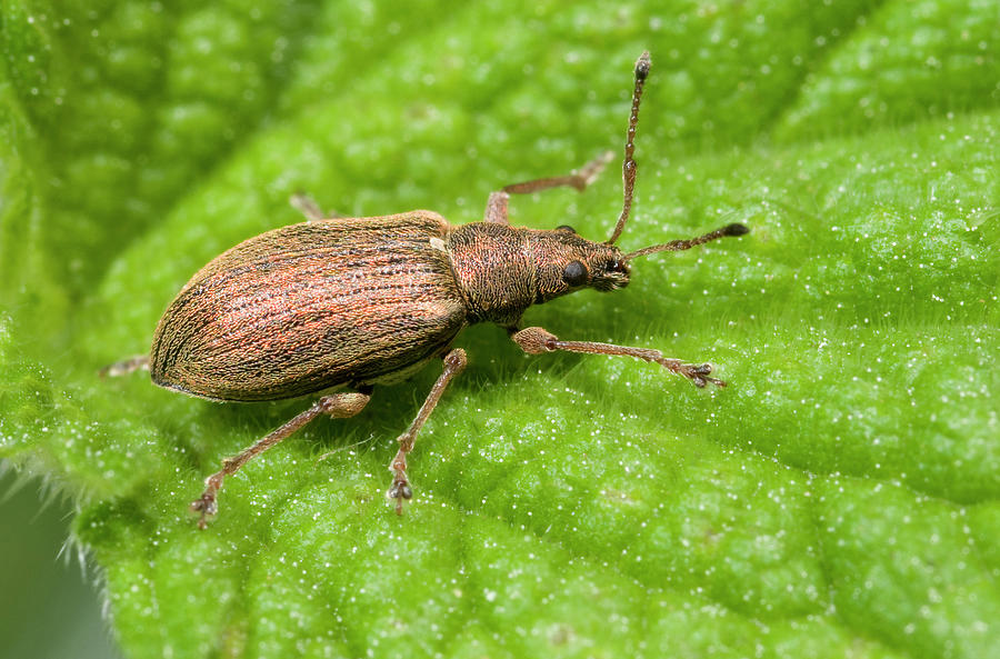 Weevil Photograph by Nigel Downer - Fine Art America