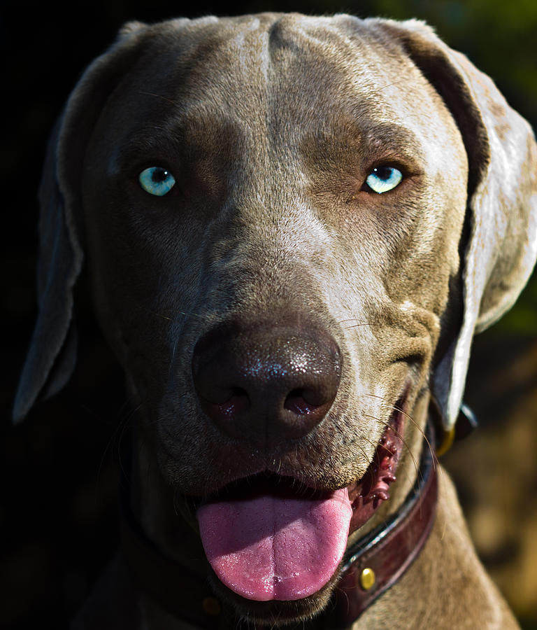 Weimaraner face in shadow Photograph by Dwayne Schmidt - Pixels