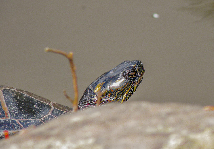 Western Pond Turtle Photograph by Scott Staley - Fine Art America