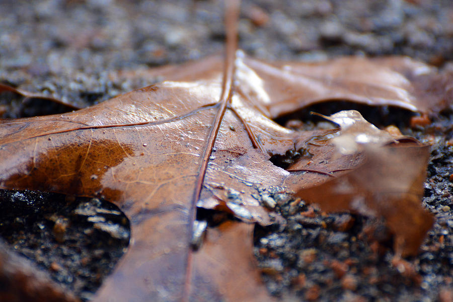 Wet Leaf Photograph by Kelly Wright - Fine Art America