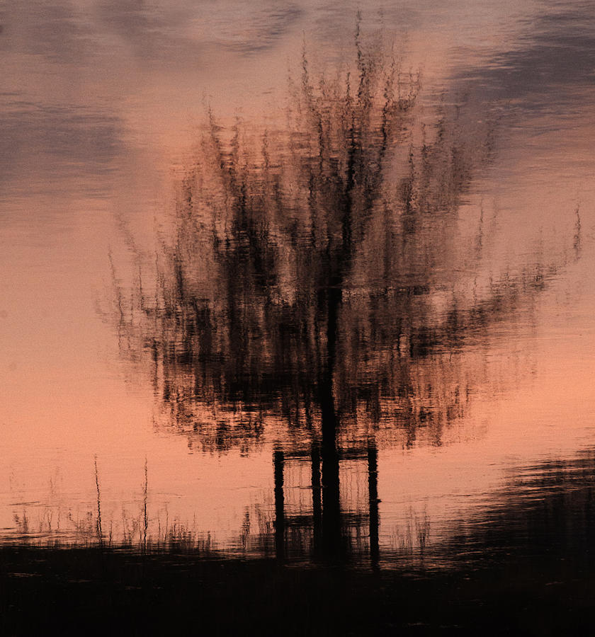 Wet Tree2 Photograph by Clive Beake - Fine Art America