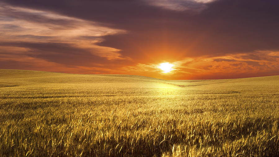 Wheat Field Photograph by Aged Pixel | Fine Art America