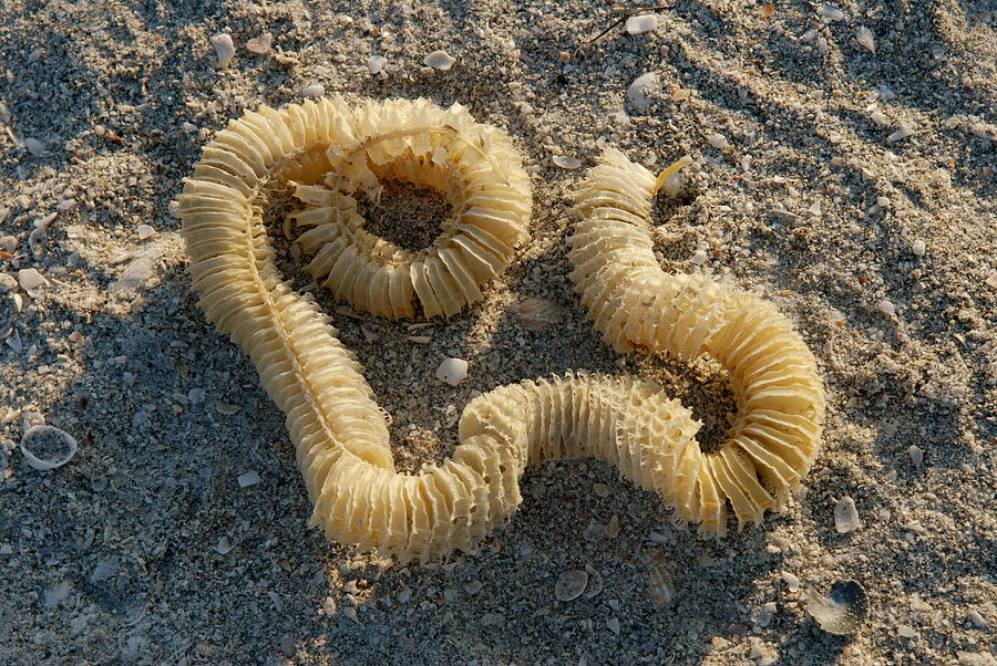 Whelk Egg Case Ocean Creatures, Sea Shells, Sea Animals, 53% OFF