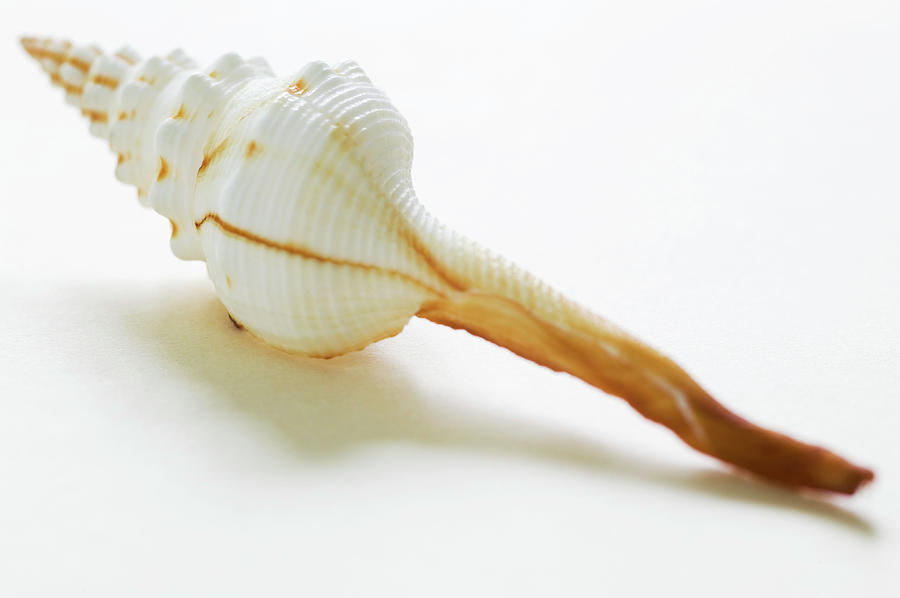 Whelk Shell Photograph by Gustoimages/science Photo Library - Fine Art ...