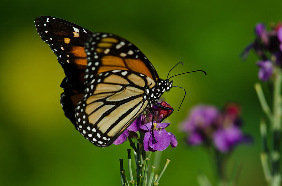 Whipper Snapper Photograph by Brian Hayashi - Fine Art America