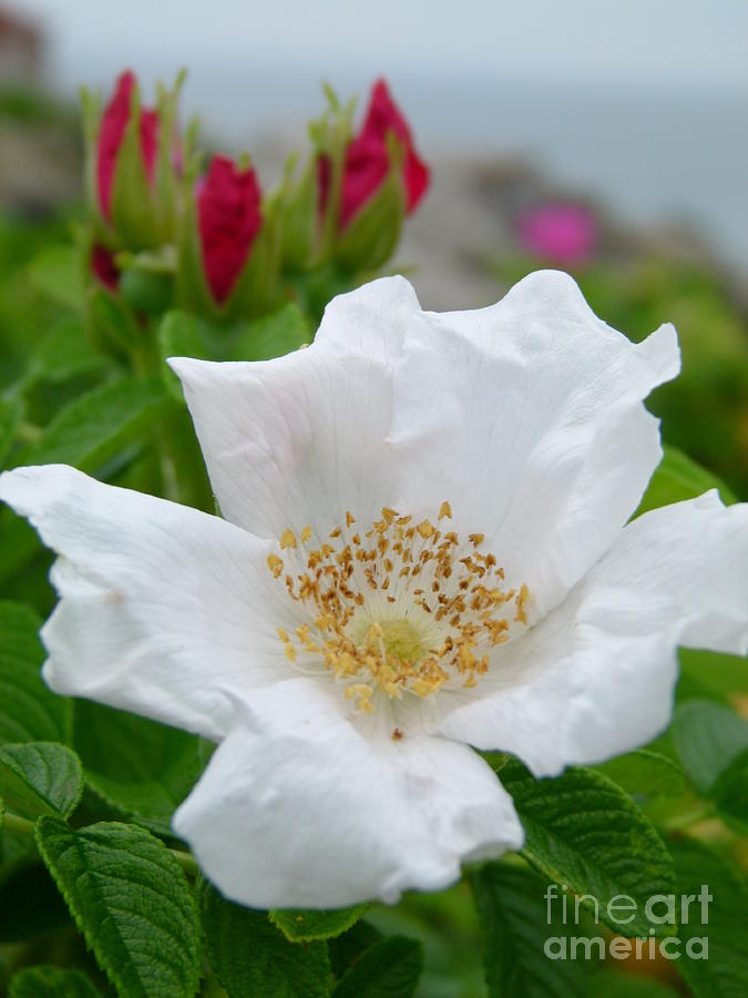 White Beach Rose Photograph by Christine Stack | Fine Art America
