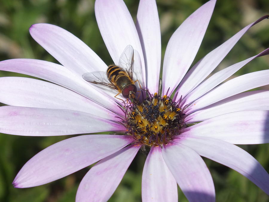 White Buzz Photograph by James Gray - Pixels