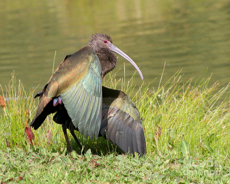 White-faced Ibis 1 Photograph by Bob and Jan Shriner - Pixels
