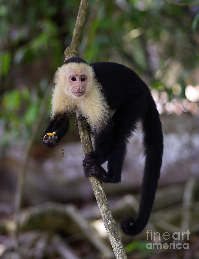 White-Faced Monkey Photograph by Paul Gerace | Fine Art America