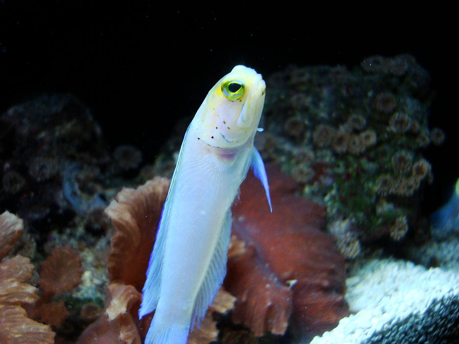 White fish Photograph by Elena Crouch - Fine Art America