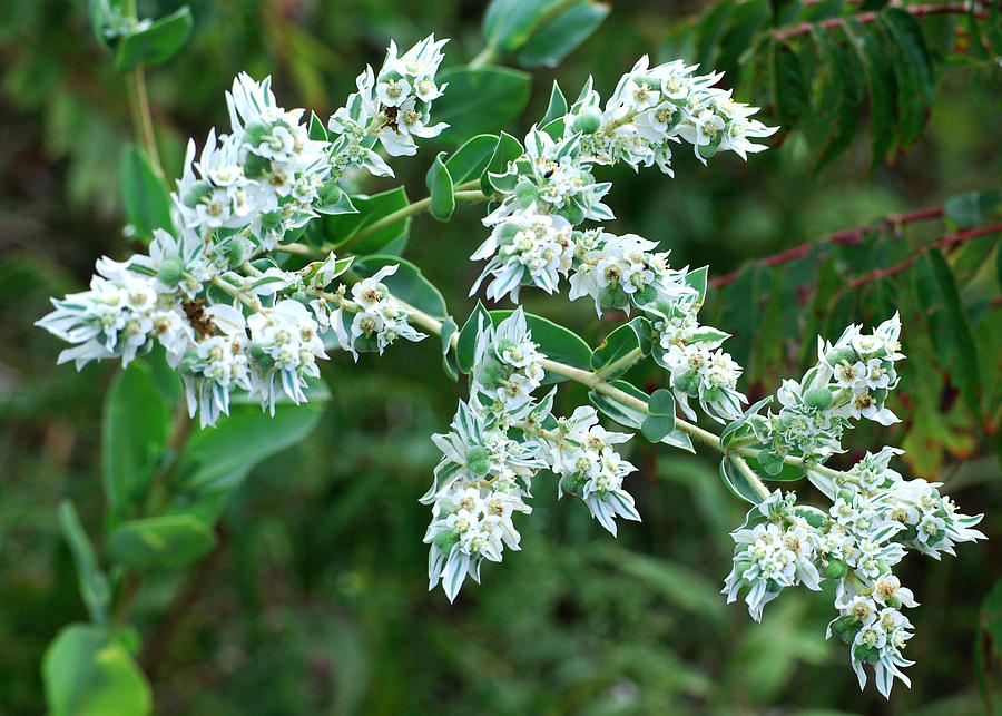 White Flowers Photograph by Jan Oppermann - Fine Art America
