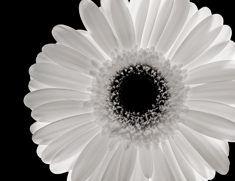 White Gerbera Flower Photograph by Georgina Gomez - Fine Art America