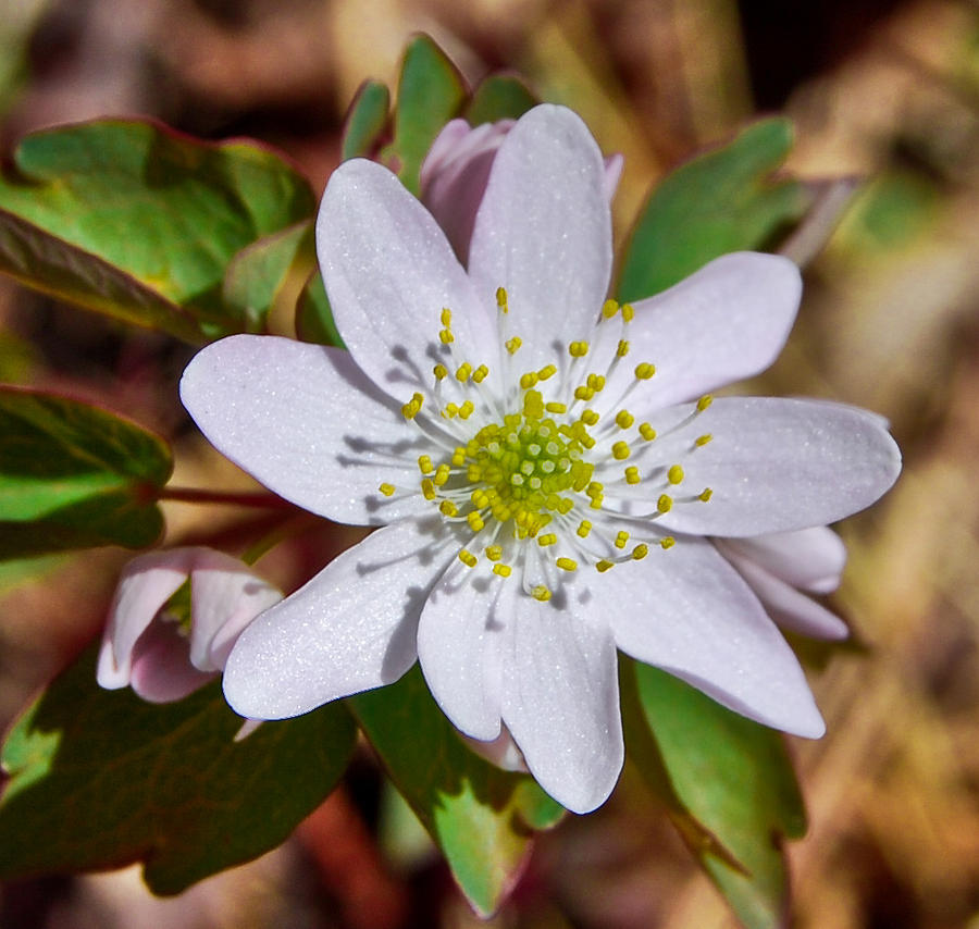 White Hepatica 2 Photograph by Becky Anders - Fine Art America