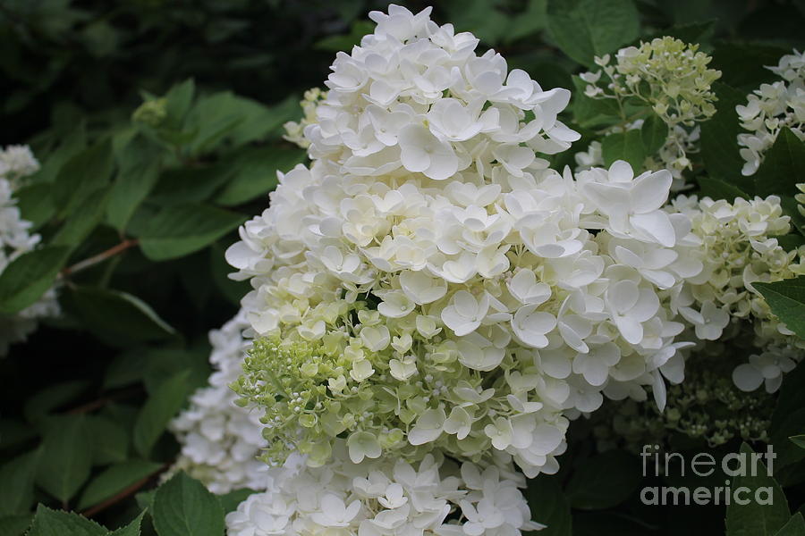 White Hydrangea Photograph by Robin Raible - Fine Art America