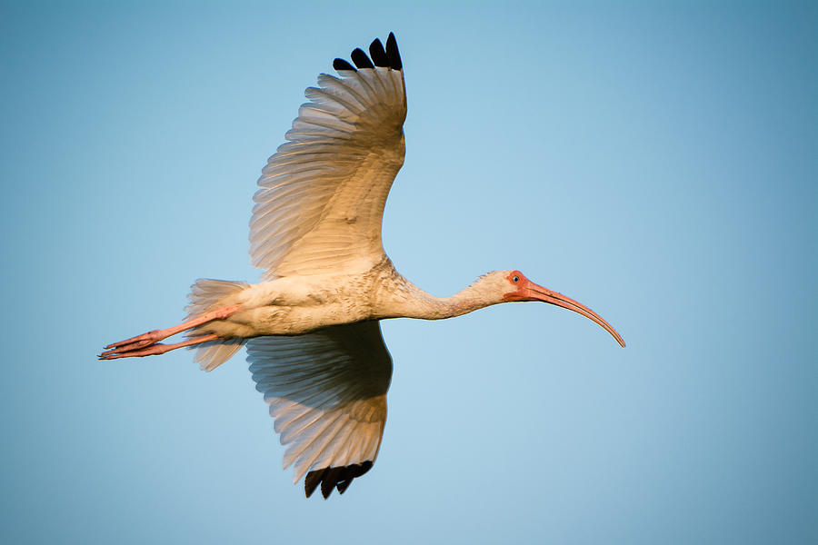 White Ibis In Flight Photograph by Chris Smith