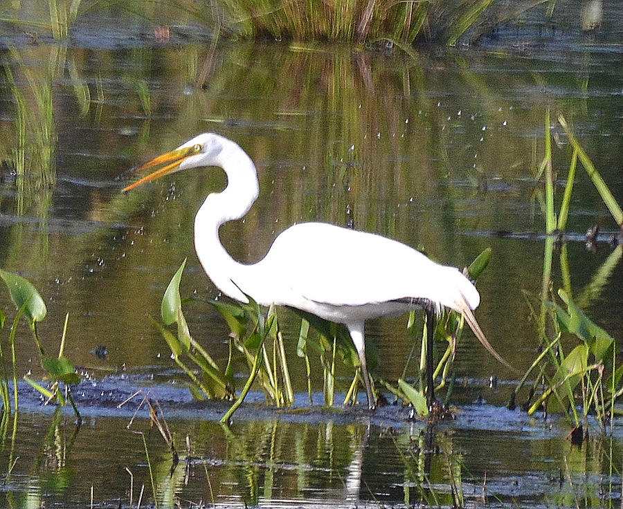 White Lightning Photograph by Dennis Durette - Fine Art America