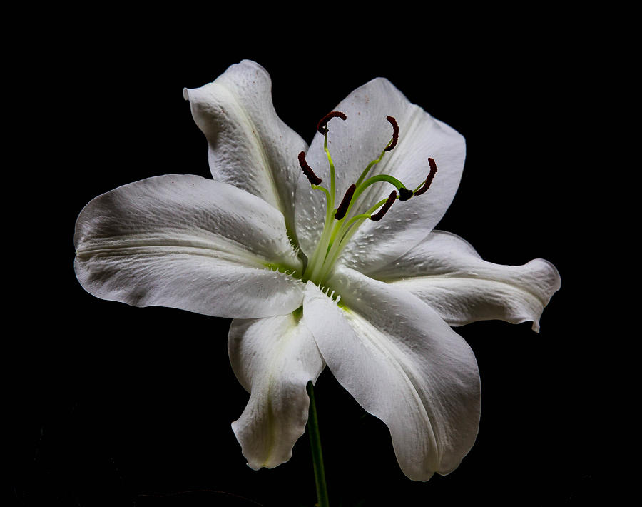 White lilly Photograph by Tom Rogula - Fine Art America