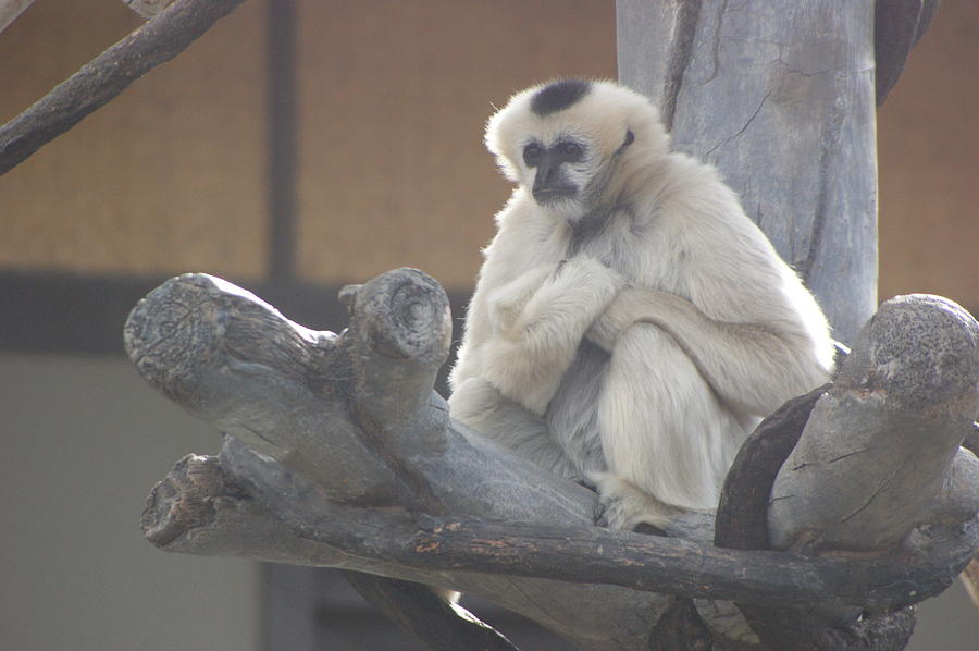 White Monkey Photograph by Robert Baca - Fine Art America