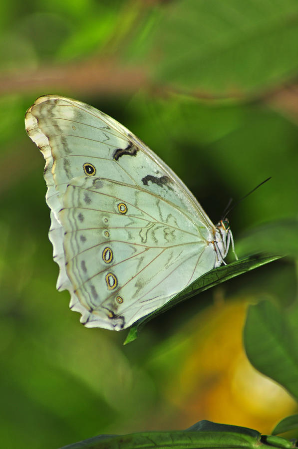 White Morpho Photograph by Ginger Harris - Fine Art America