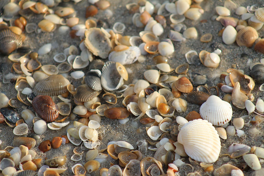 White Sea Shells and Friends Photograph by Bob Weibler - Pixels