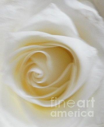 White Simplicity Painting by Daniela Hallgren - Fine Art America