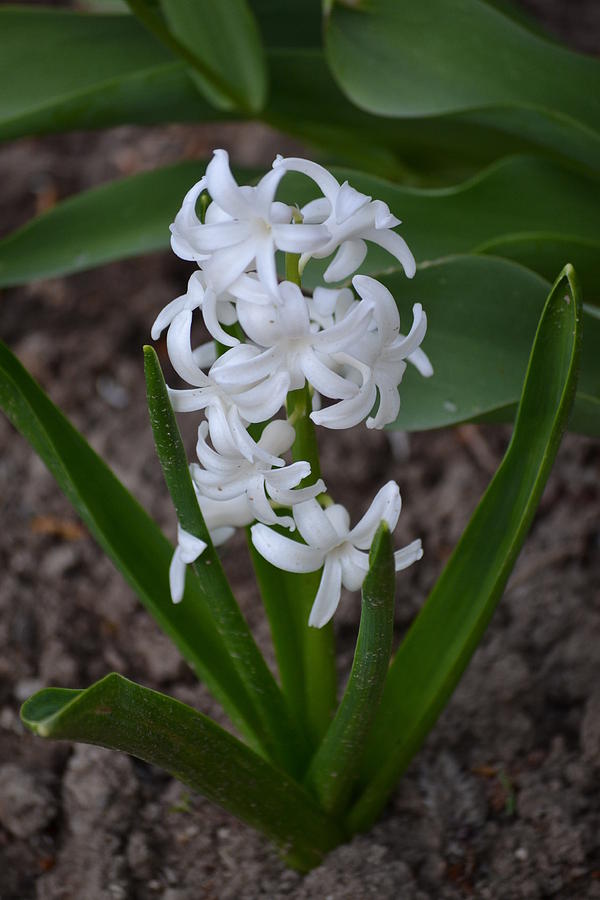 White Spring Photograph by Michael Steckler - Fine Art America