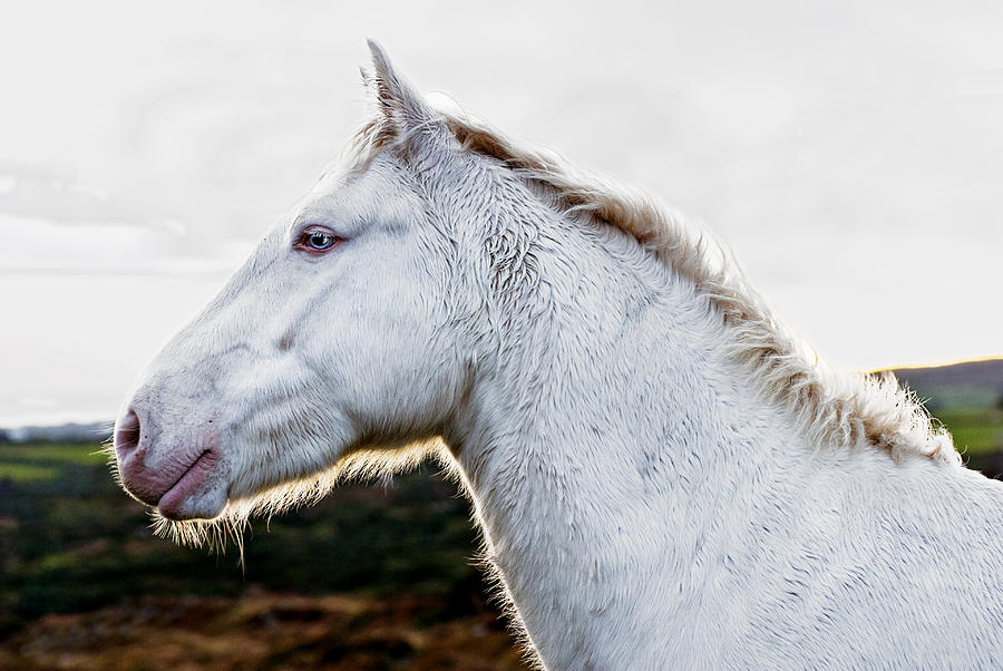 White Steed Photograph by E j Carr | Fine Art America