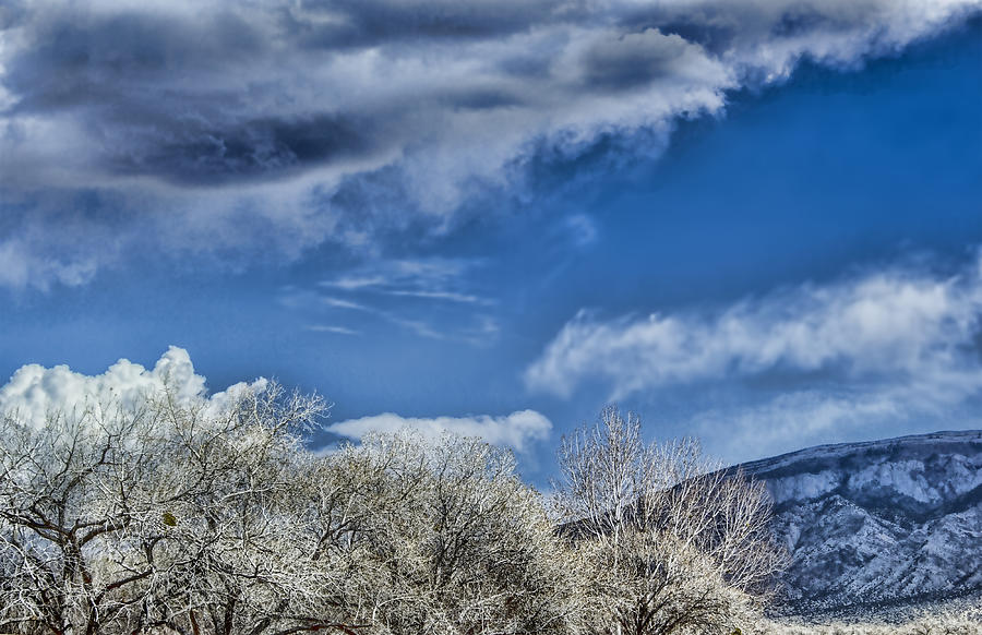 White Trees Photograph by Vikki King - Pixels