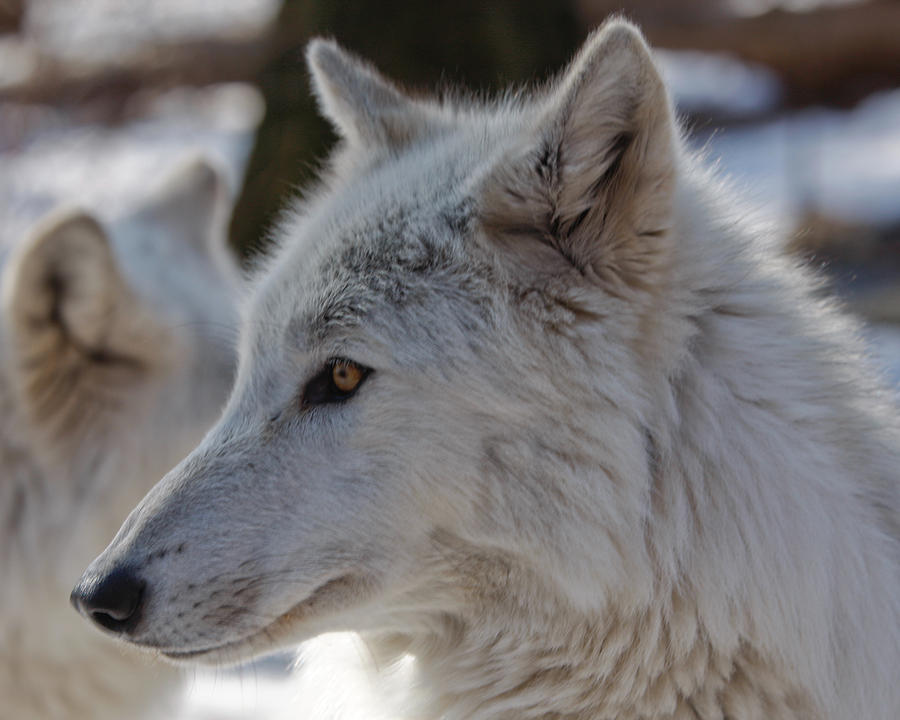 White Wolf 6 Photograph by Patsy Zedar - Fine Art America