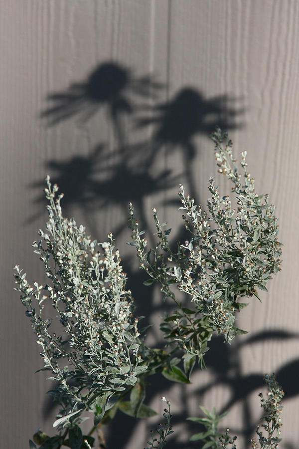Whose shadow is that Photograph by Kevin Snider - Fine Art America