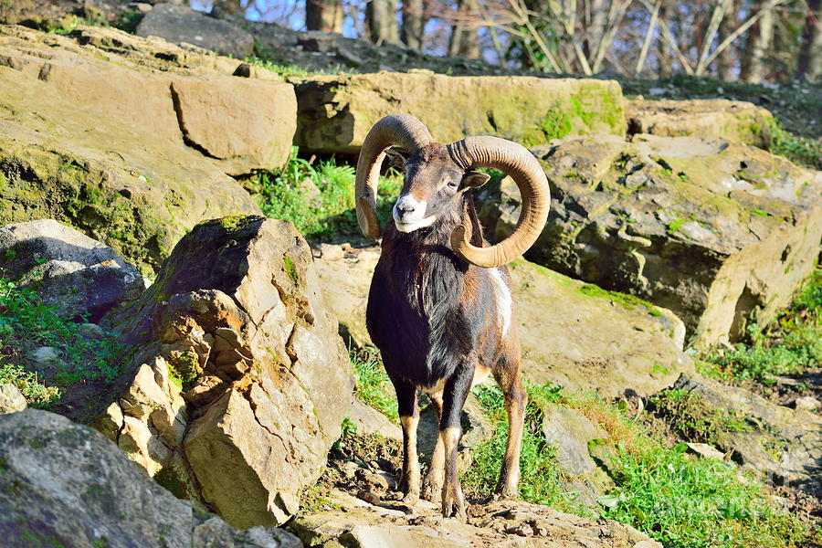 Widder Photograph by Karin Sigwarth | Fine Art America