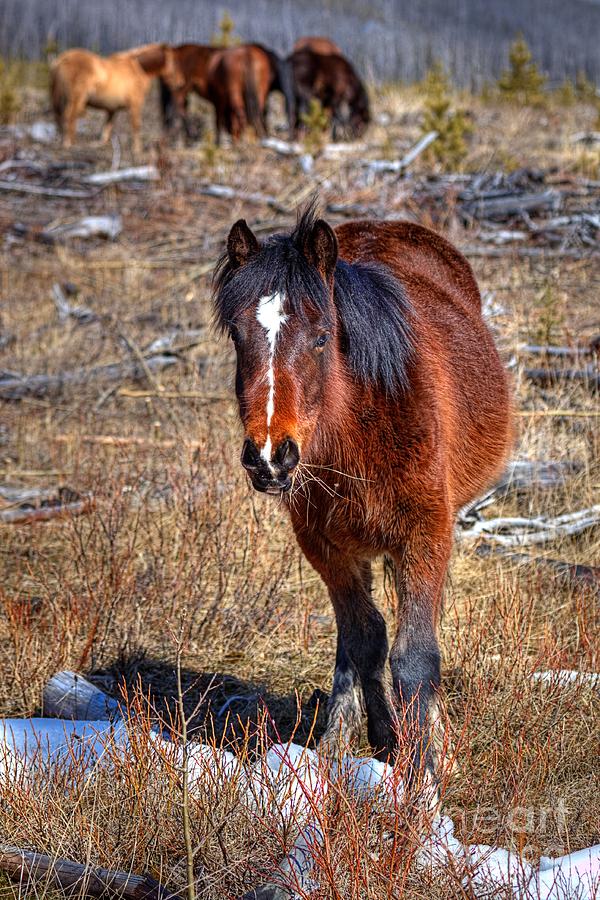 Wild Colt Photograph by James Anderson - Fine Art America