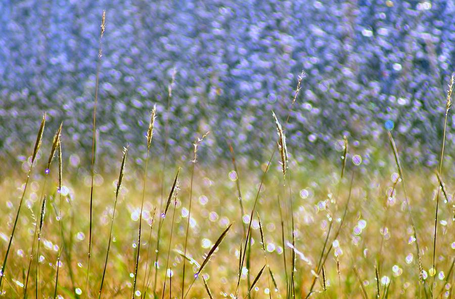 Wild Grass In The Rain Photograph By Treesha Duncan Fine Art America