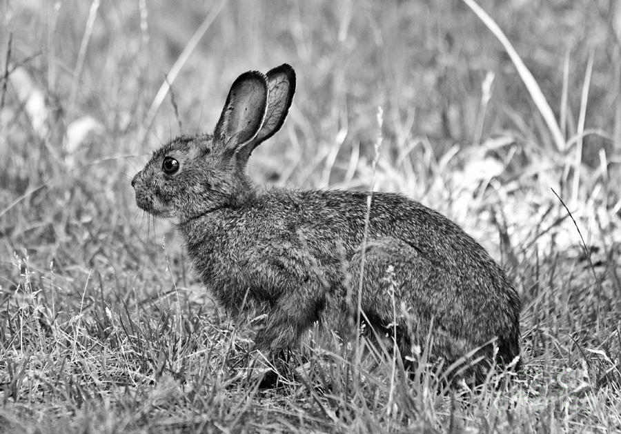 Wild Hare Photograph by Cheryl Baxter - Fine Art America