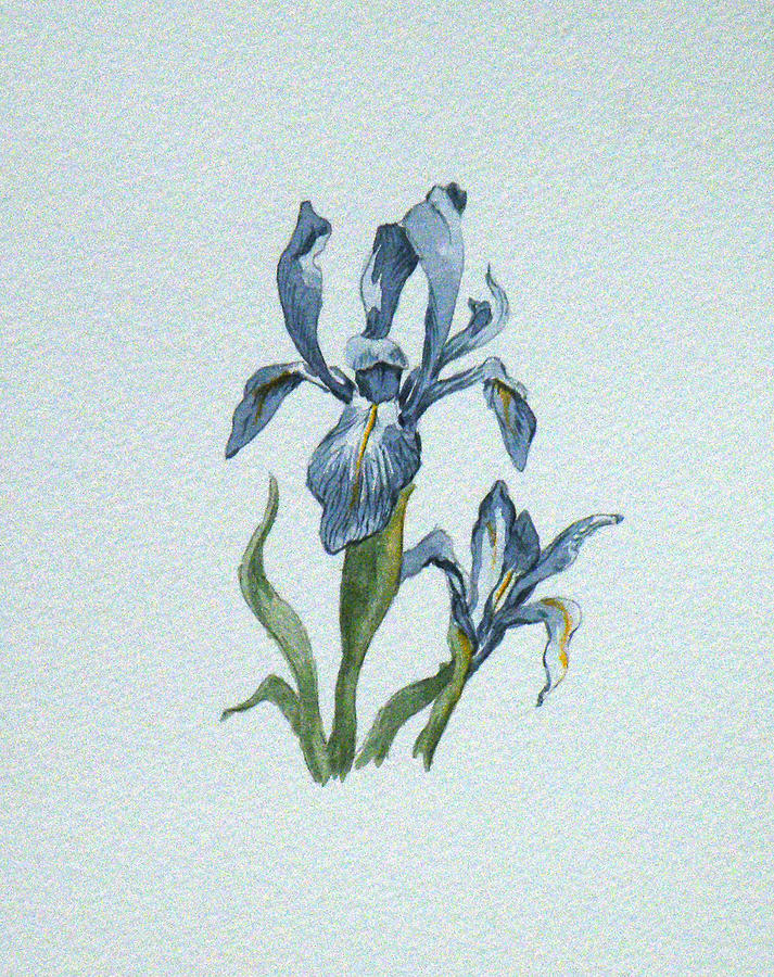 Wild Iris Painting by Dan Krapf - Fine Art America