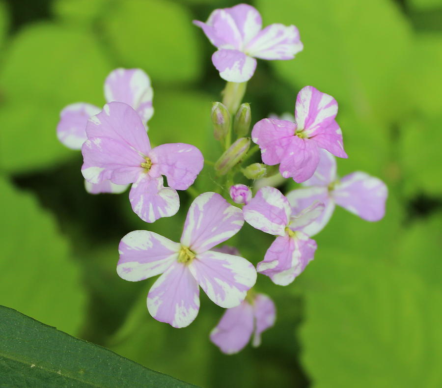 Wild Phlox Photograph by Brian Lucia - Pixels
