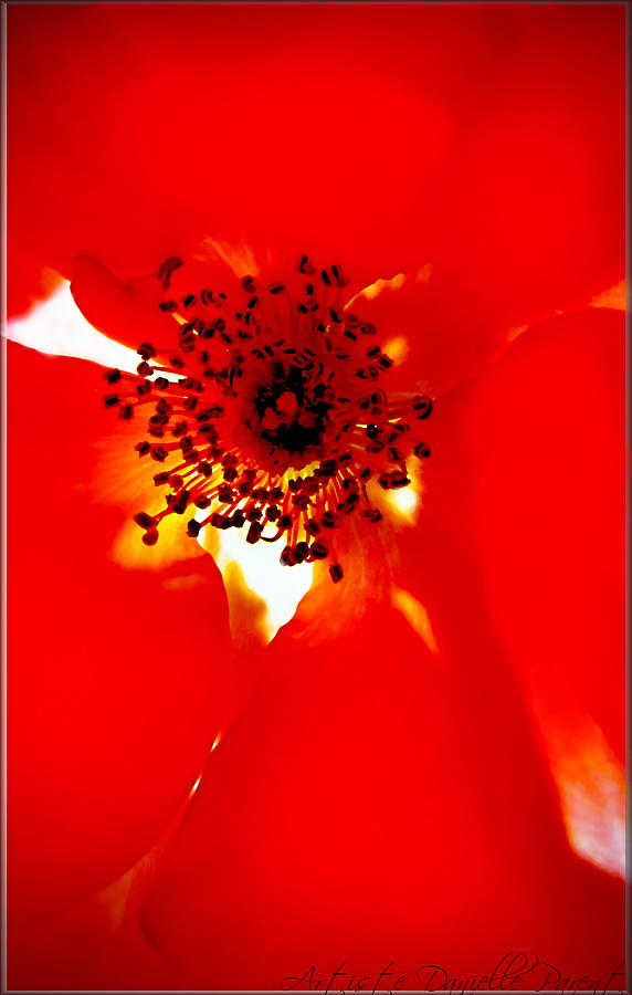 Wild Red Rose Extrem Macro Photograph by Danielle Parent - Fine Art America